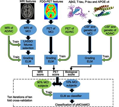 Frontiers | Predicting Alzheimer’s Disease Conversion From Mild Cognitive Impairment Using an ...